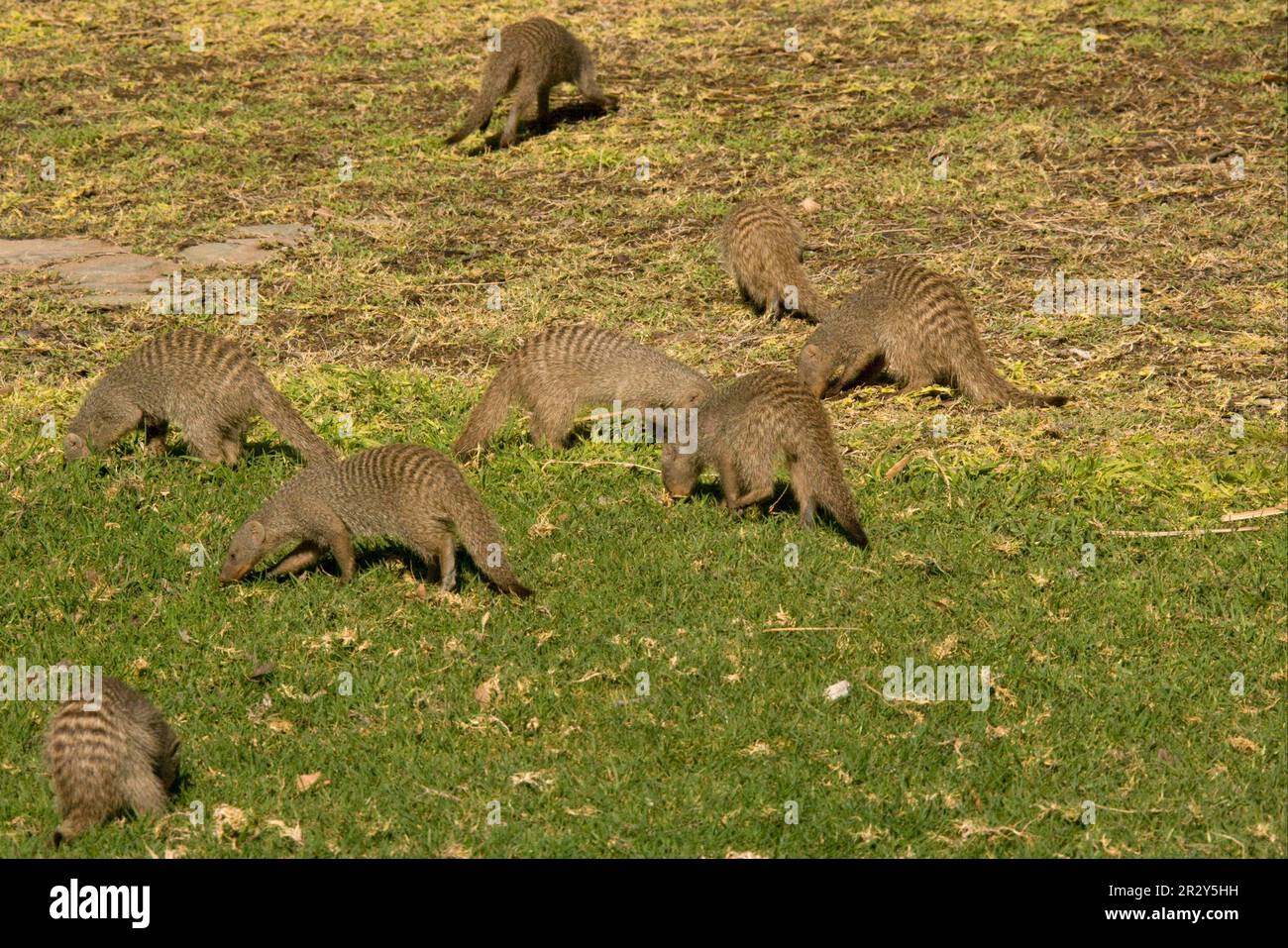 Zebra mongoose, banded mongooses (Mungos mungo), predators, mammals ...