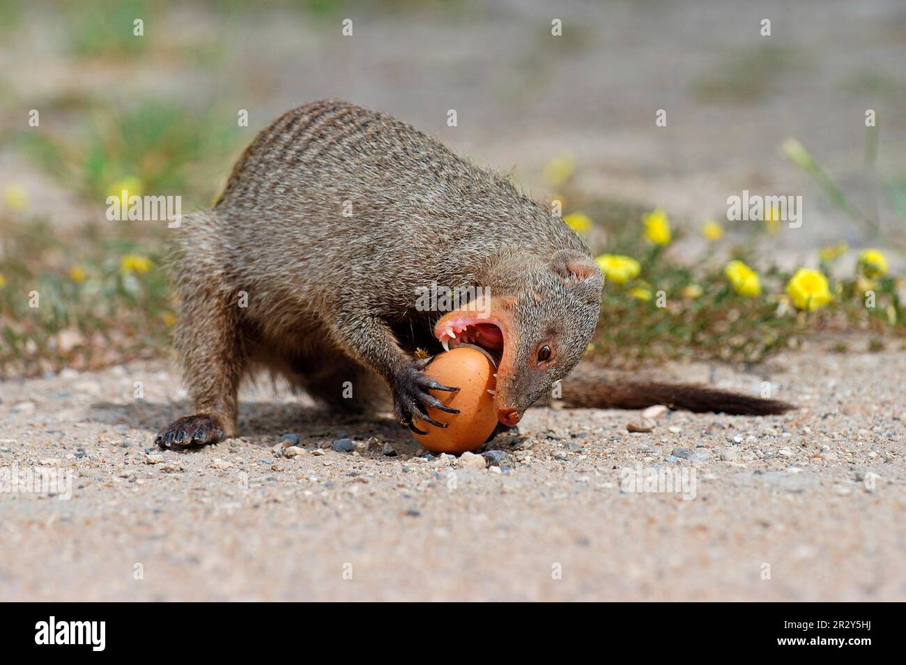 Zebra mongoose, banded mongooses (Mungos mungo), Predators, Mammals, Creeping cats, Animals ...
