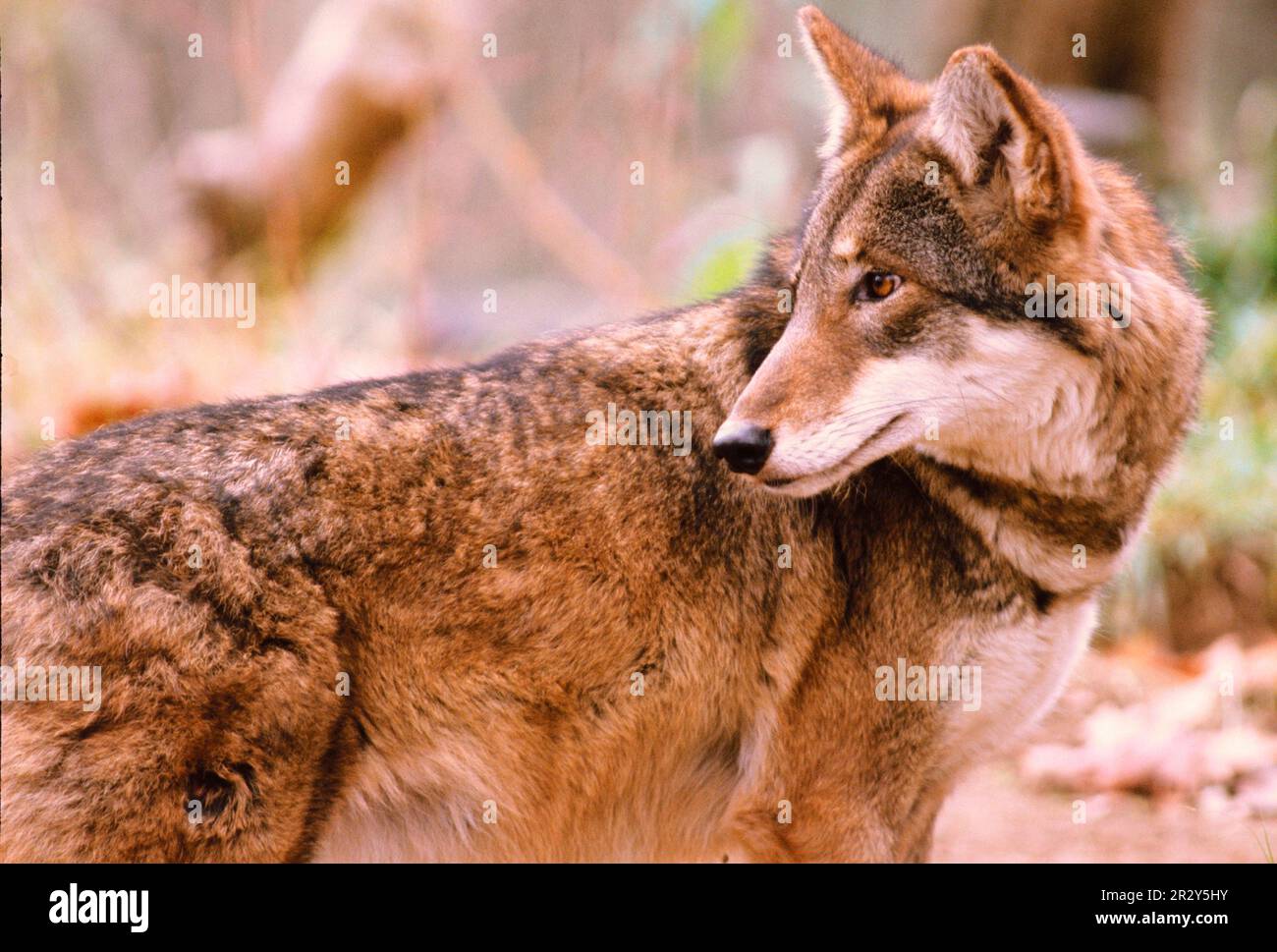 Red wolf, red wolves, wolf, wolves, dog-like, predators, mammals ...