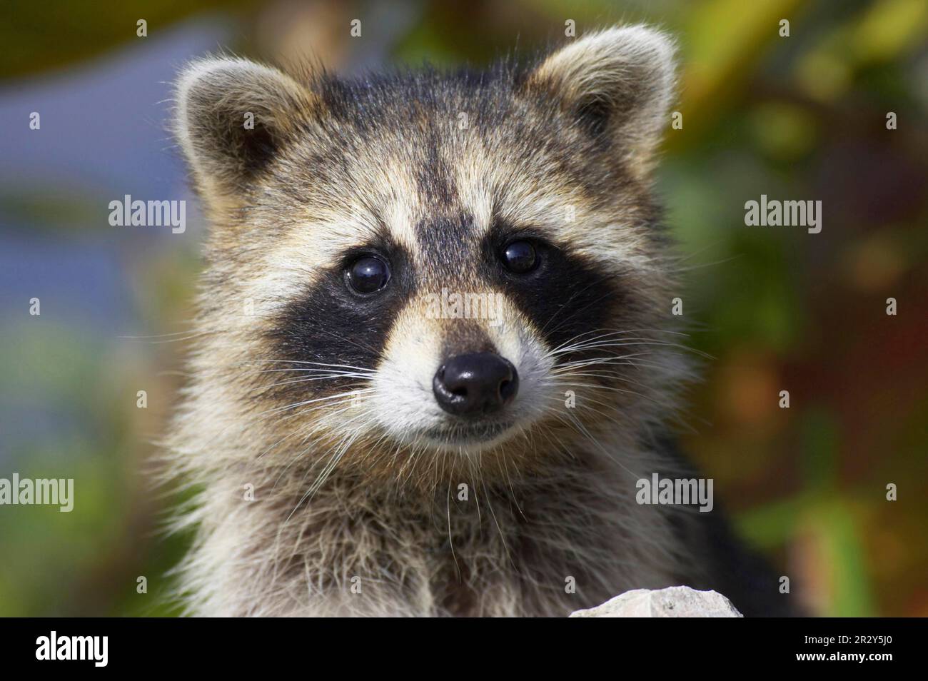 Raccoon, raccoons (Procyon lotor), small bears, predators, mammals ...