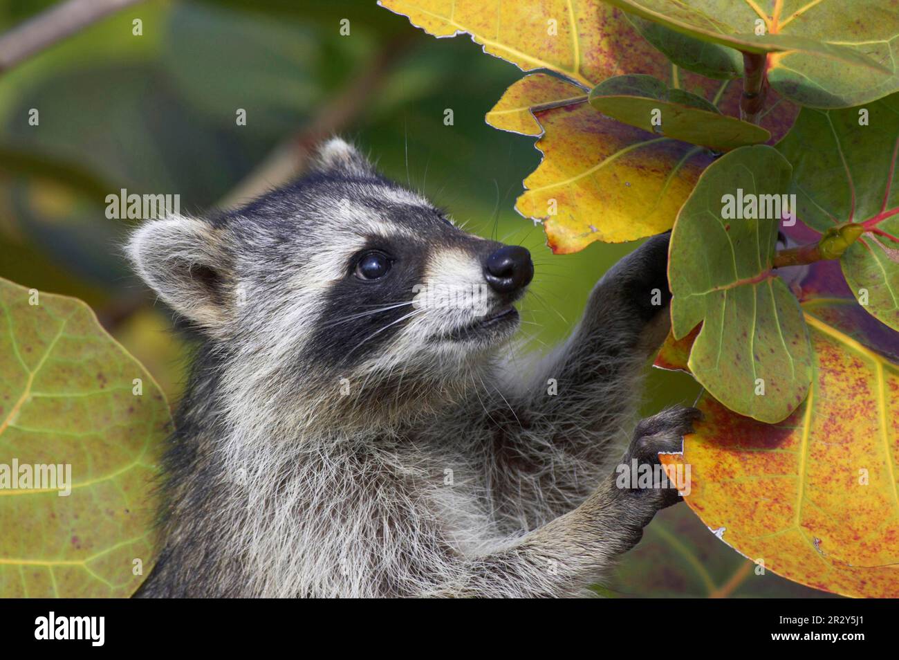Raccoon, raccoons (Procyon lotor), Small Bears, Predators, Mammals ...