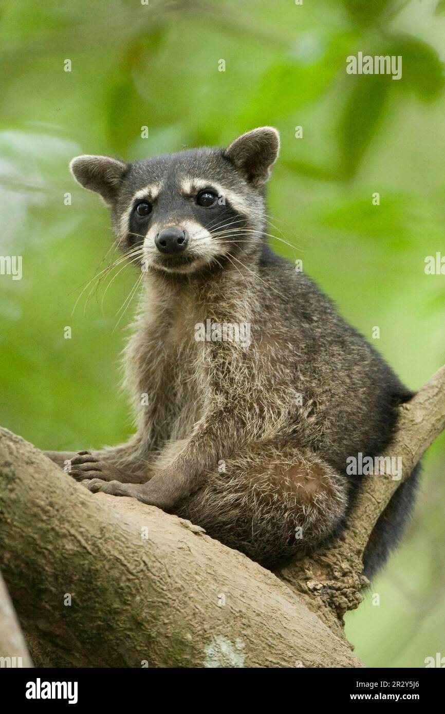 Crab-eating Raccoon (Procyon cancrivorus) adult, sitting in tree ...