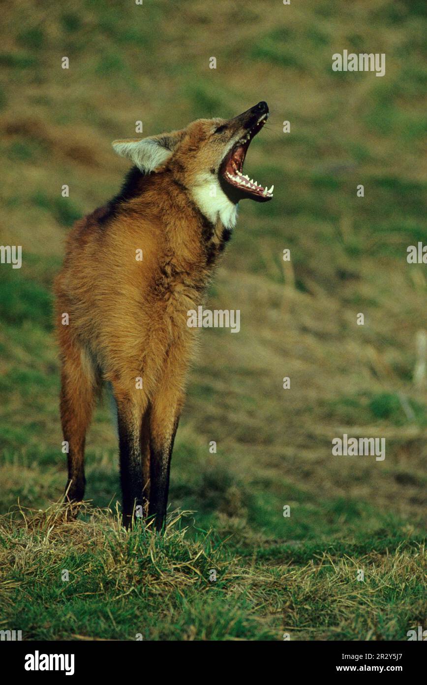 Maned wolf, maned wolves (Chrysocyon brachyurus), Canidae, Predators ...