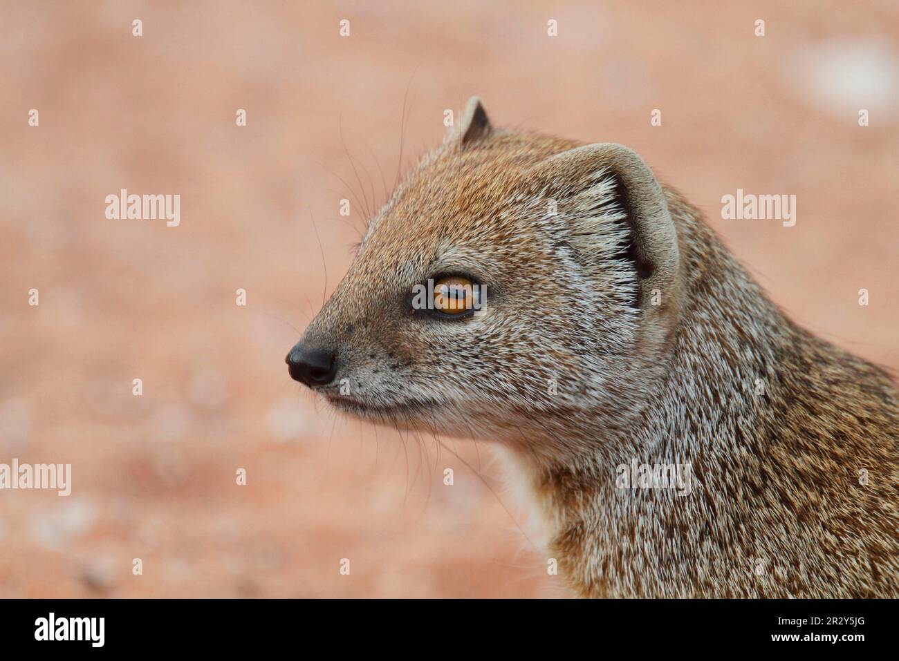 Yellow yellow mongoose (Cynictis penicillata) adult, close-up of head ...