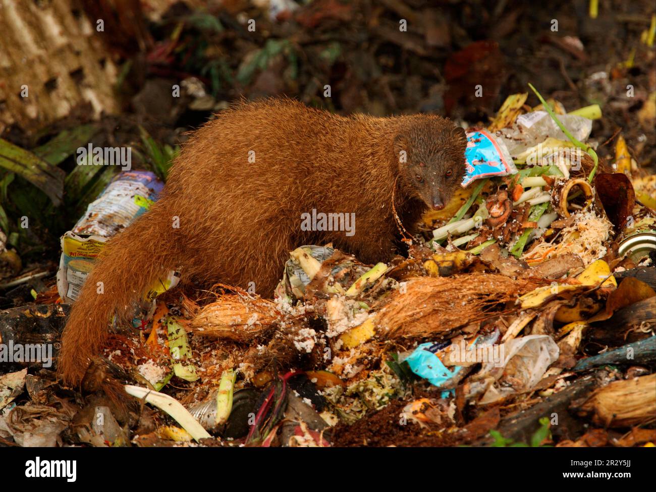 Short tailed mongoose hi-res stock photography and images - Alamy