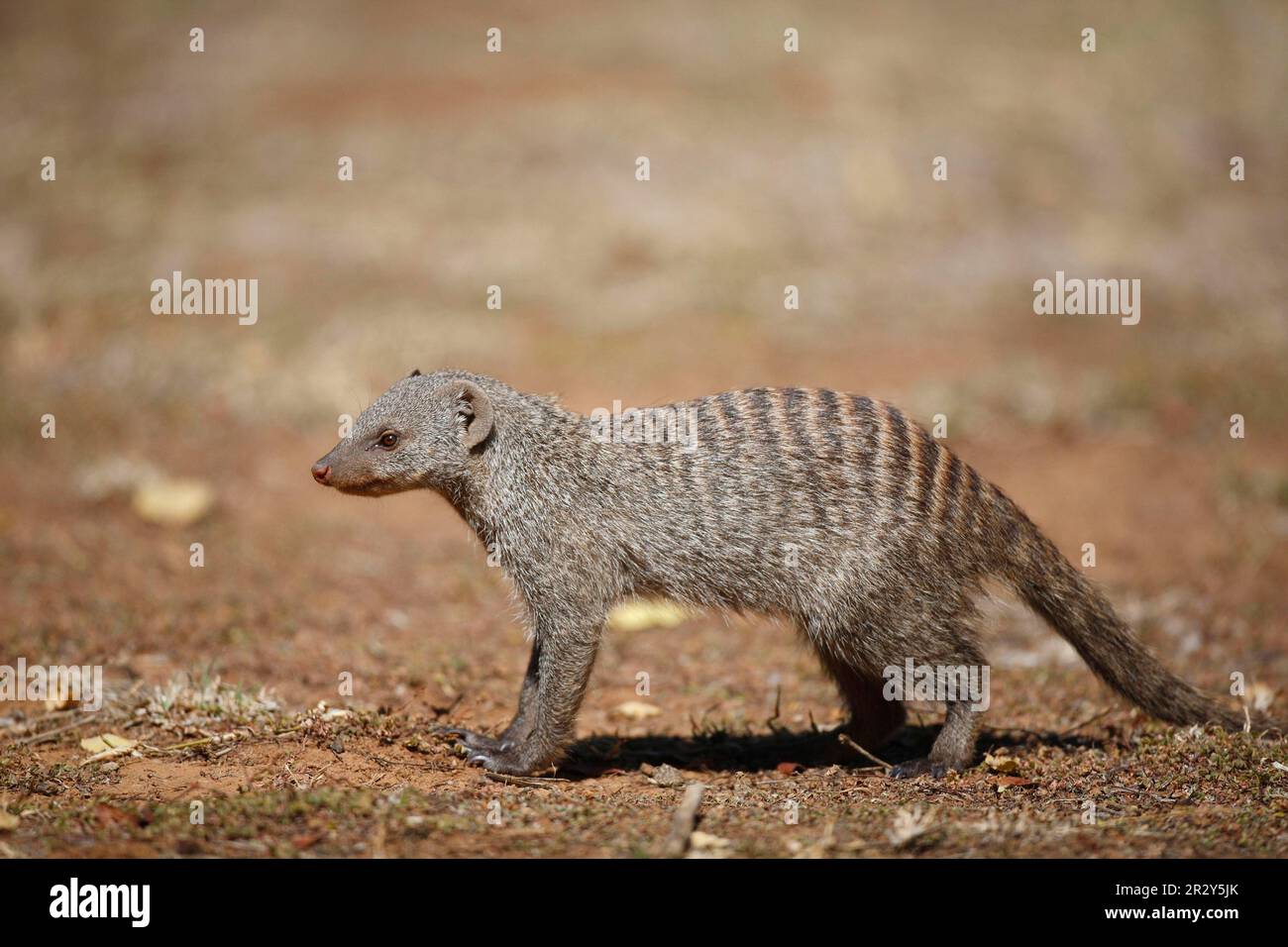 Banded mongoose (Mungos mungo), adult, standing in the savannah ...