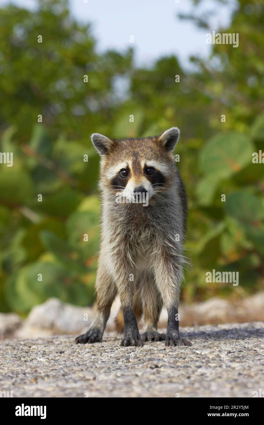 Predators r us hi-res stock photography and images - Alamy