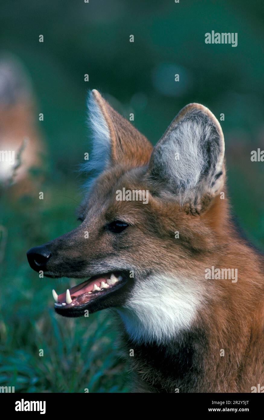 Maned wolf, maned wolves (Chrysocyon brachyurus), dog-like, predators ...