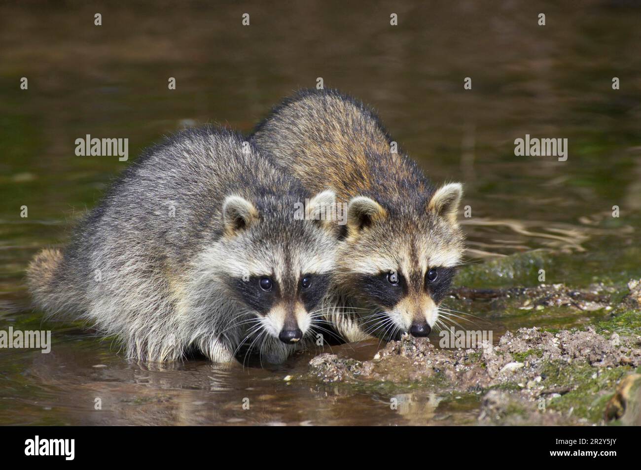 Raccoon Predators Raccoon Procyon Lotor NatureWorks
