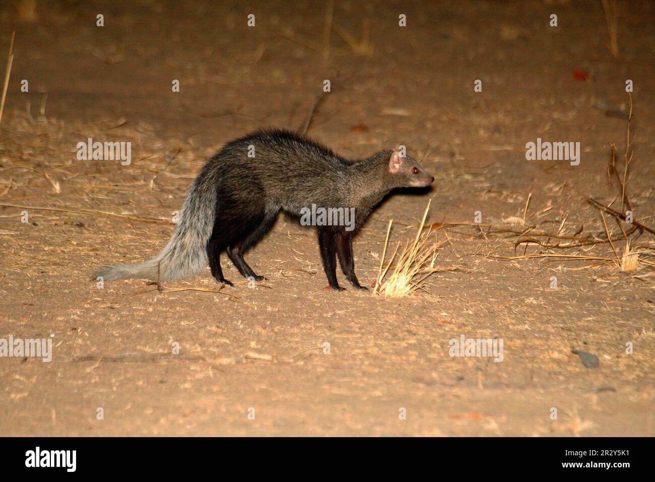 White tailed mongoose at night hi-res stock photography and images - Alamy