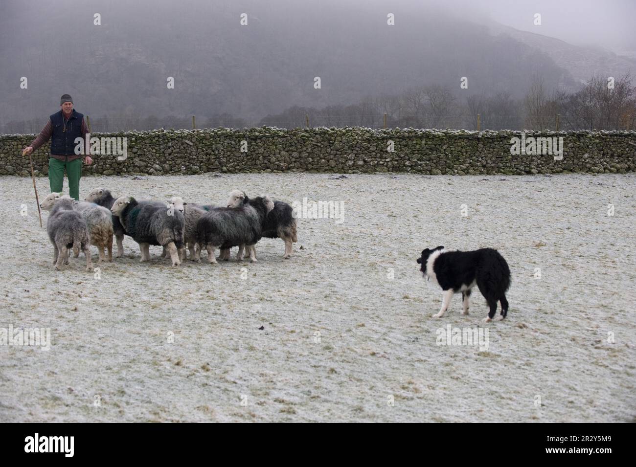 Shepherd with Border Collie herding Herdwick sheep, England, Herdwick ...