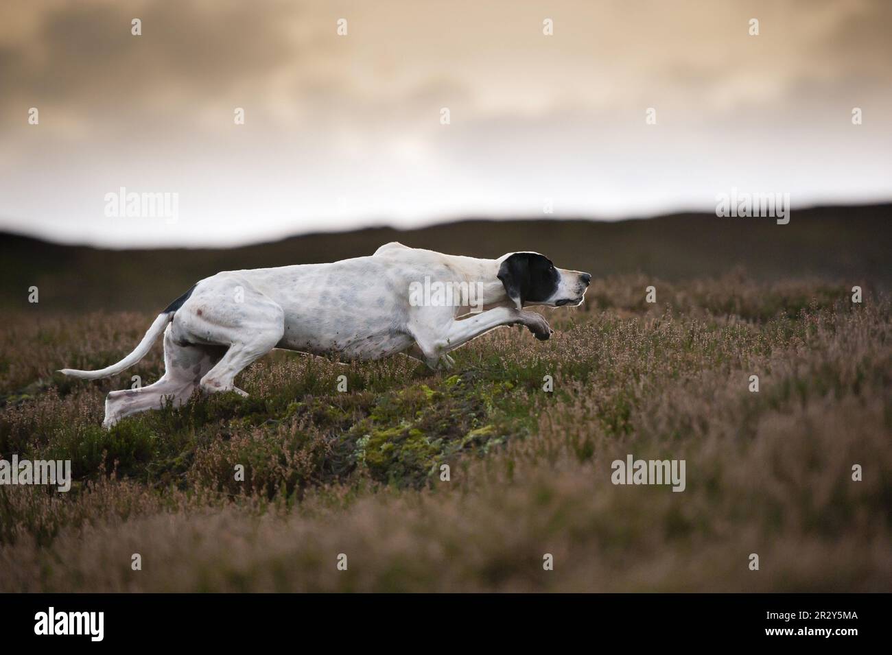 English pointer hi-res stock photography and images - Alamy