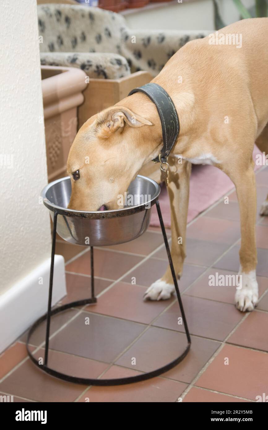 Domestic Dog, Lurcher cross mongrel, adult female, feeding from bowl on ...