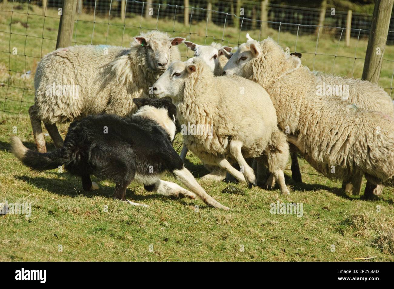Border collie herding flock of sheep, England, herding, herding, drives, drives Stock Photo - Alamy