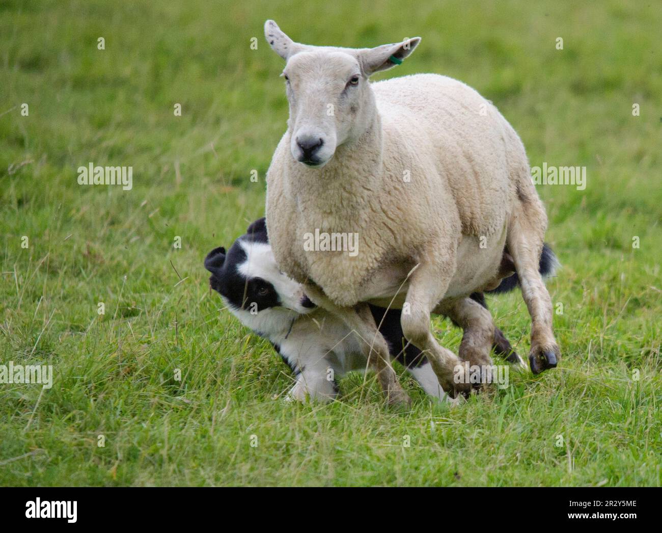 Border collie herding sheep hi-res stock photography and images - Alamy