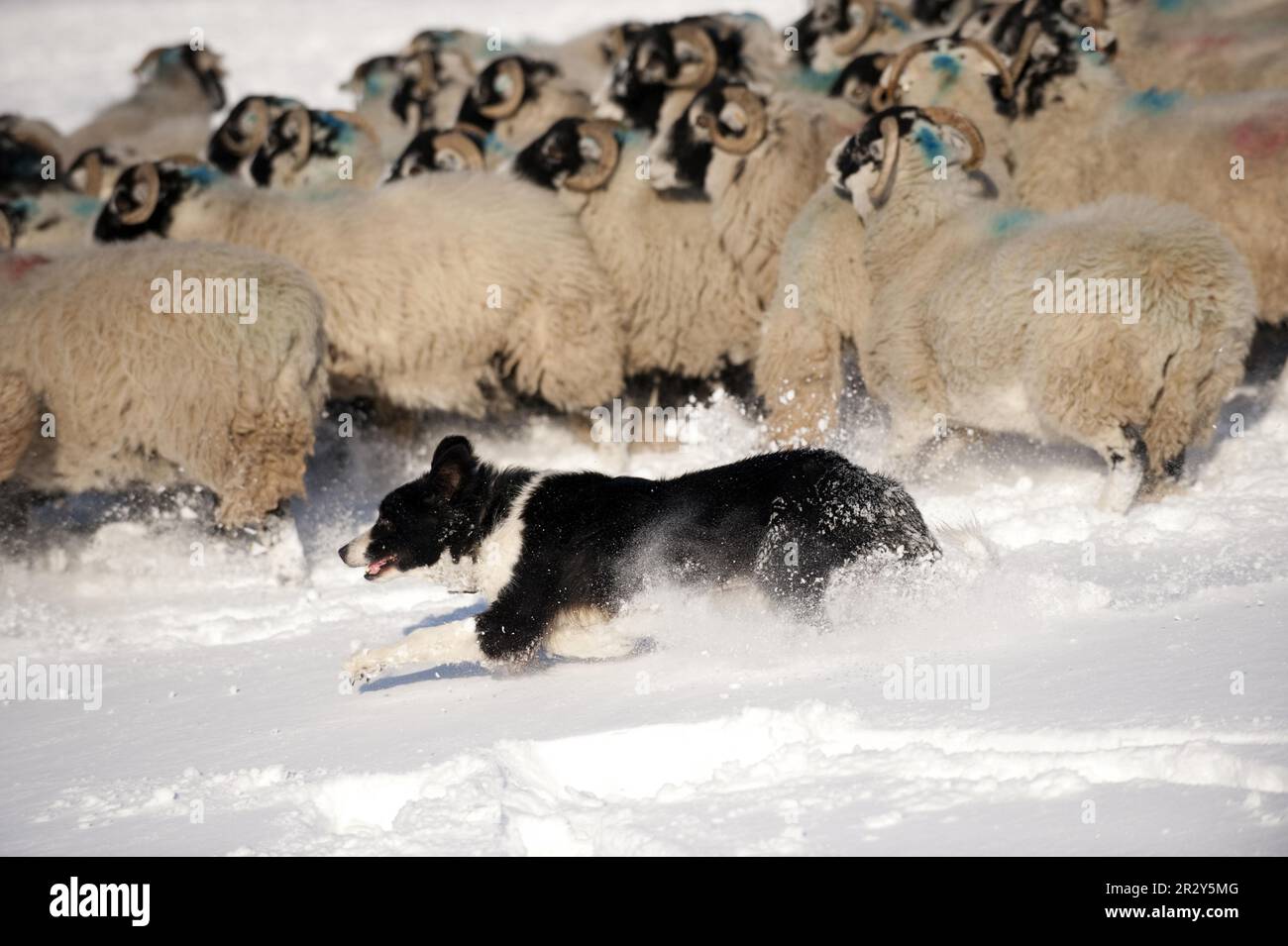 Border Collie herding sheep, England, Swaledale Sheep, Swaledale Sheep ...