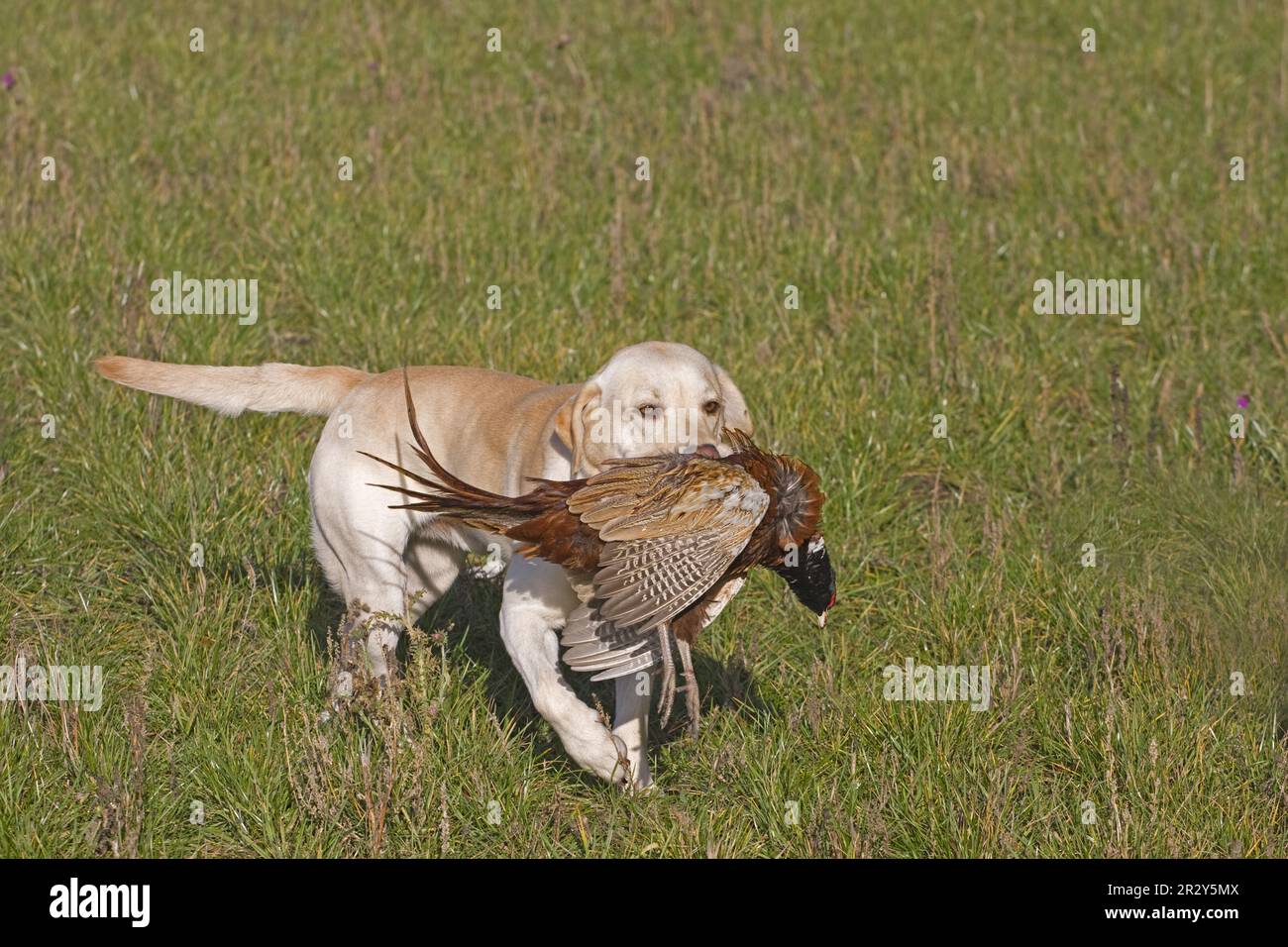 Domestic Dog, Yellow Labrador Retriever, adult, retrieving shot Common ...