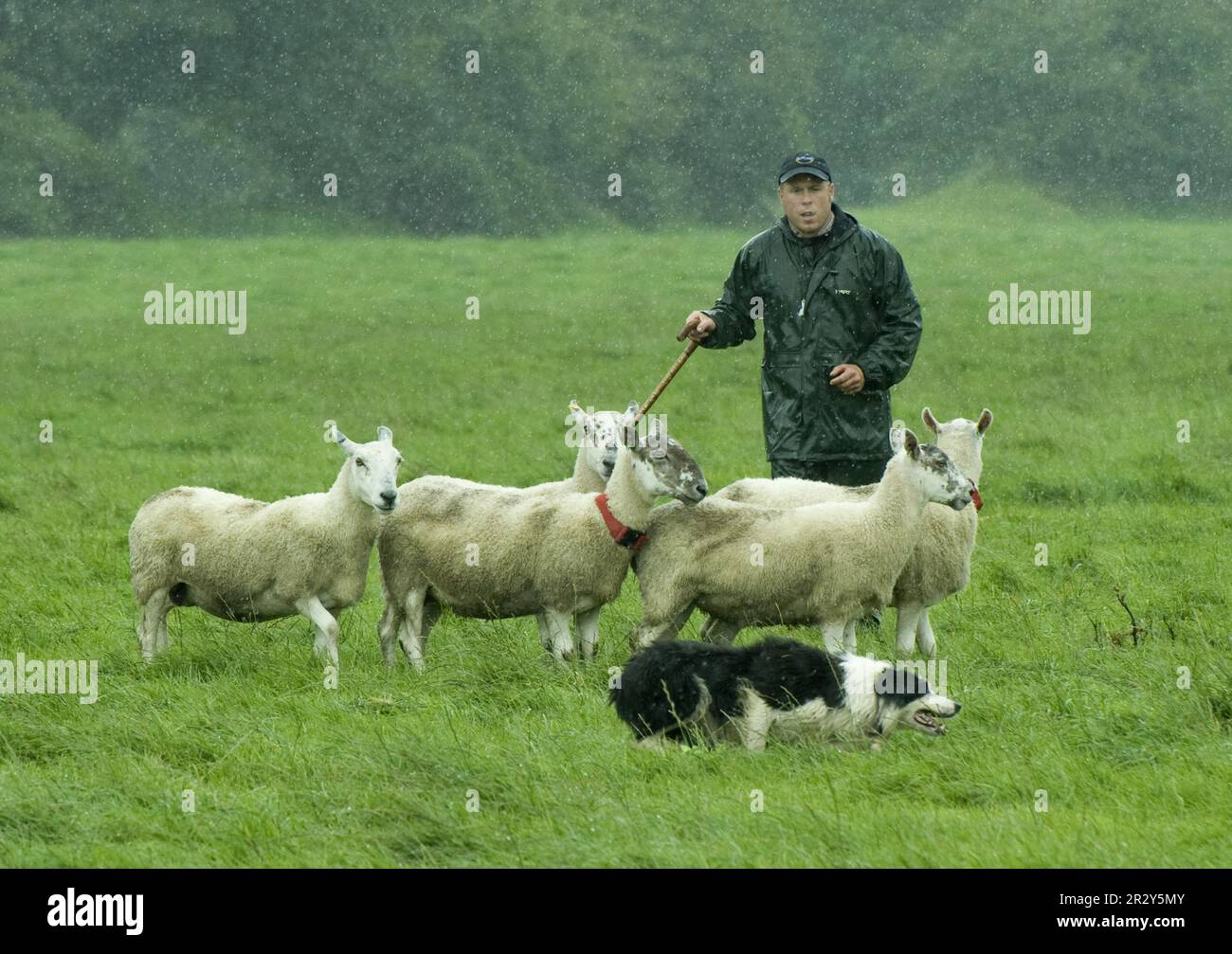 Shepherd with Border Collie, rain, herding competition, Ballantrae ...