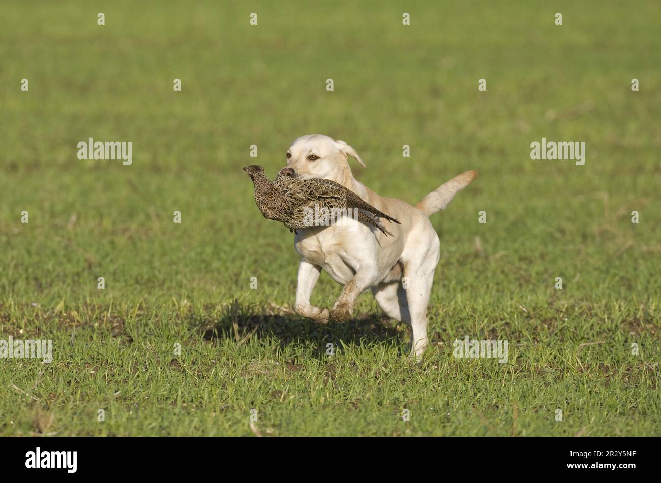 Domestic Dog, Yellow Labrador Retriever, adult, retrieving shot Common ...