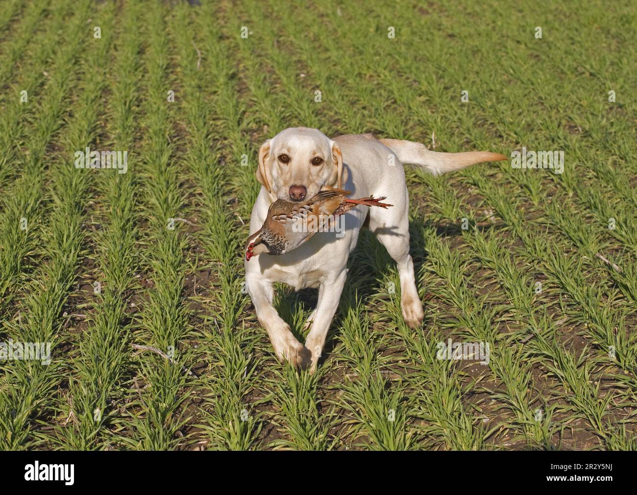 Domestic Dog, Yellow Labrador Retriever, adult, retrieving shot Red ...