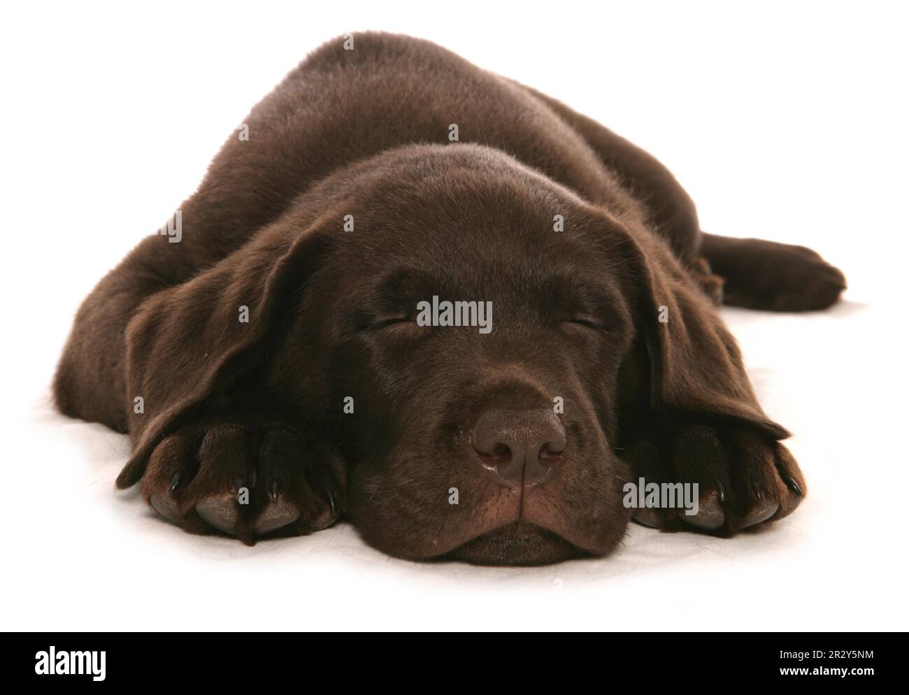 Domestic dog, Chocolate Labrador Retriever, Male, Puppy, Sleeping Stock ...