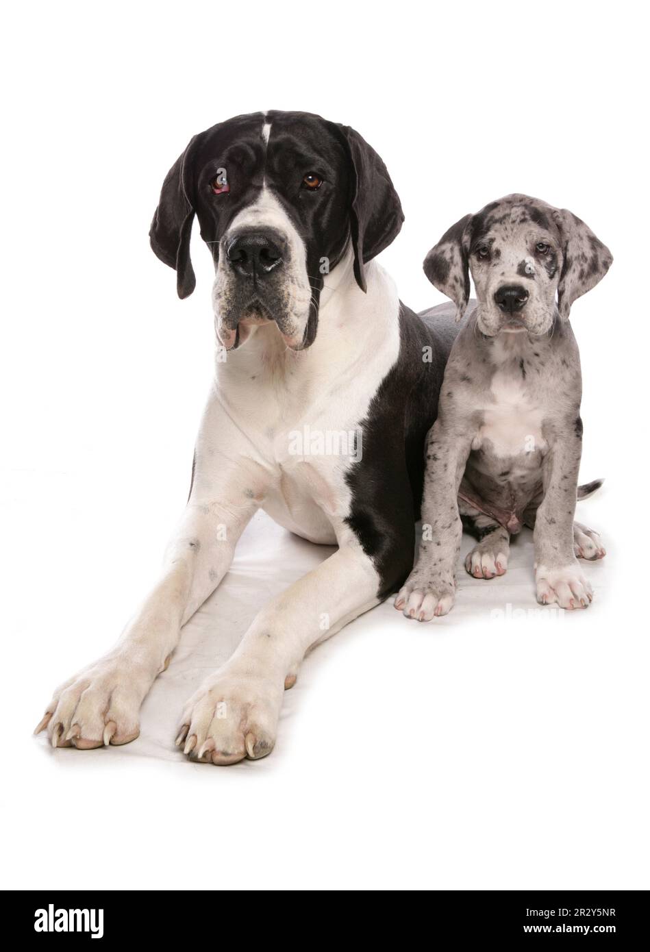 Juvenile great Cut Out Stock Images & Pictures - Alamy