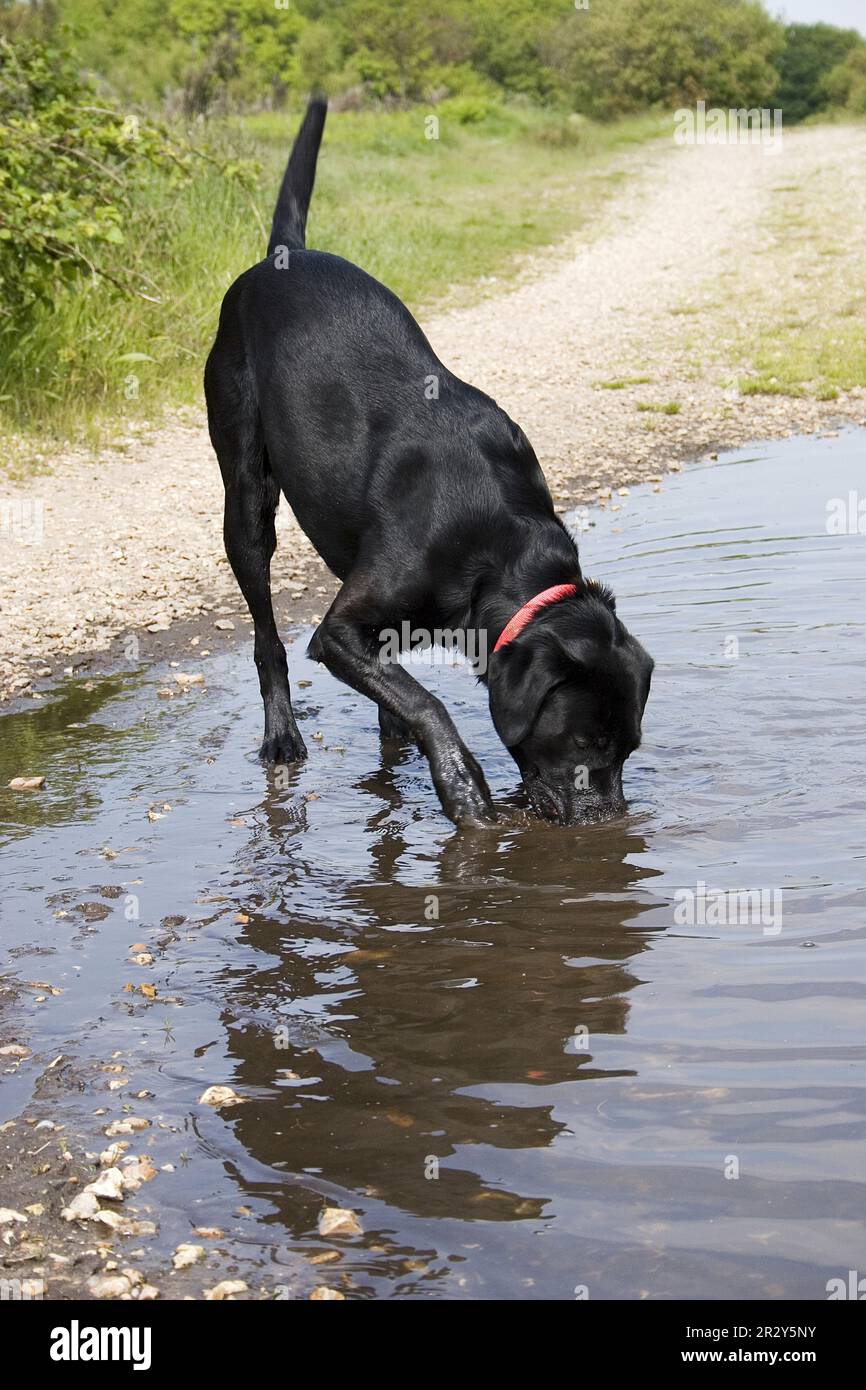 Domestic Dog, Black Labrador Retriever, adult, drinking from puddle on ...