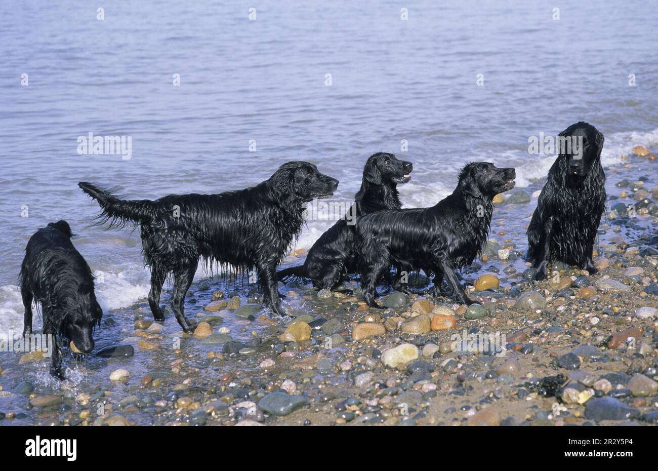Domestic dog, Five Flat Coated Retrievers on the beach by the water ...