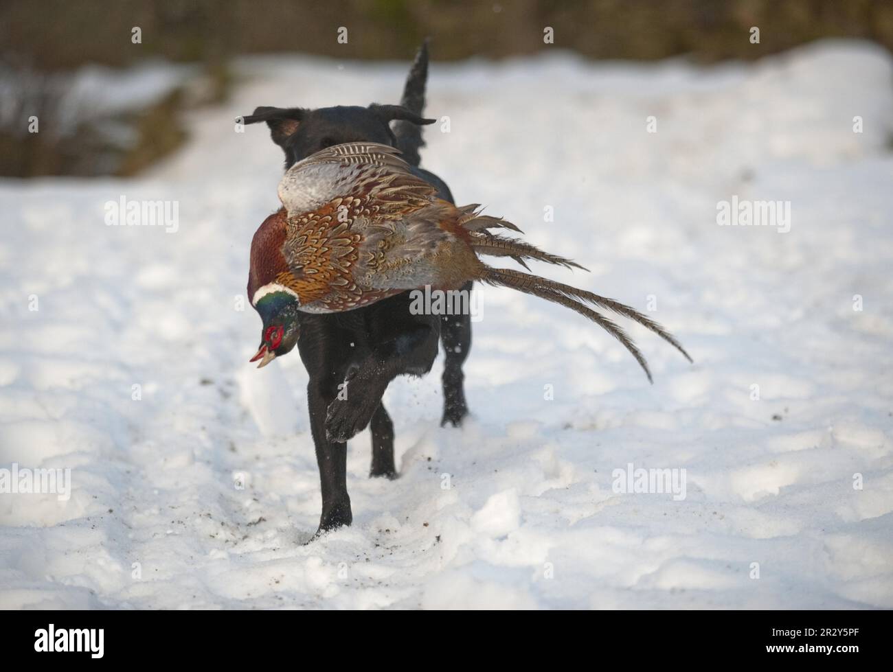 Labrador retriever retrieves shot hunting pheasant (Phasianus colchicus ...