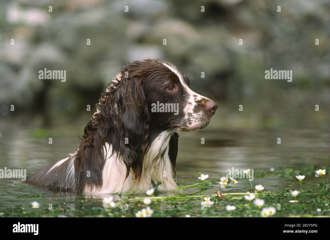 Wet adult hi-res stock photography and images - Alamy