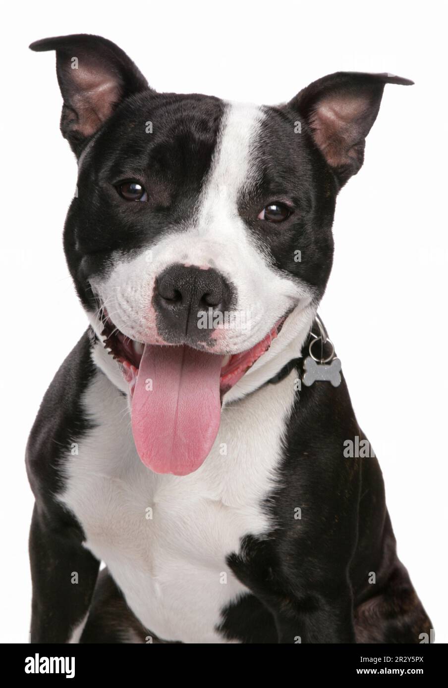 Adult bull terrier hi-res stock photography and images - Alamy
