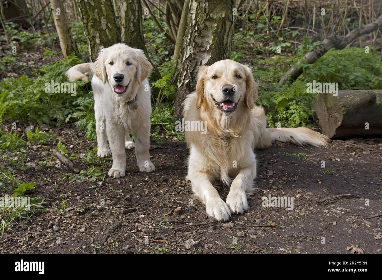 Puppy adult golden retriever hi-res stock photography and images - Alamy