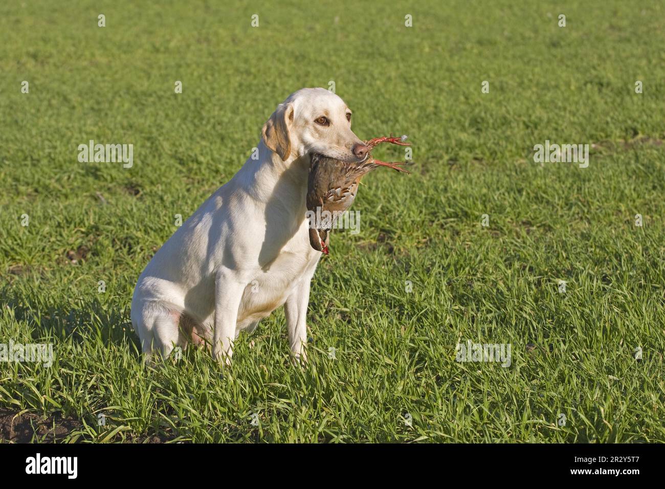 Domestic Dog, Yellow Labrador Retriever, adult, retrieving shot Red ...