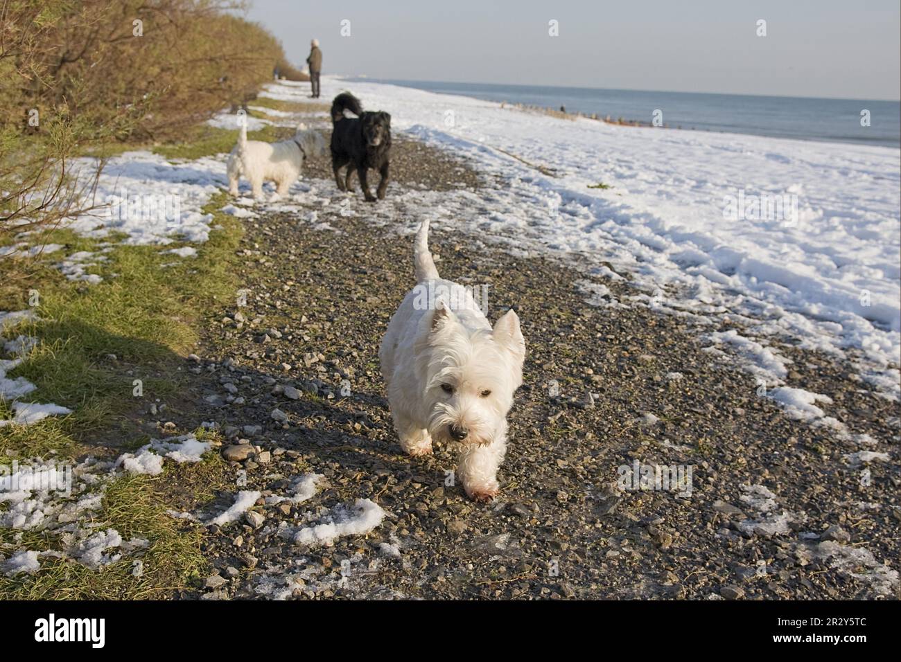British dog breed hi-res stock photography and images - Alamy