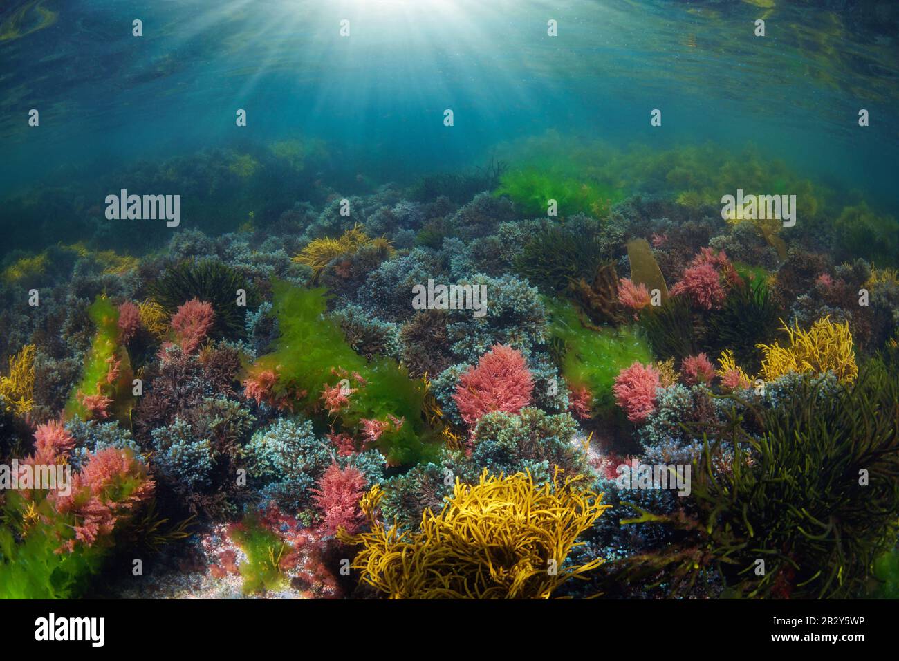 Sunlight underwater over various colorful seaweed in the Atlantic ocean ...
