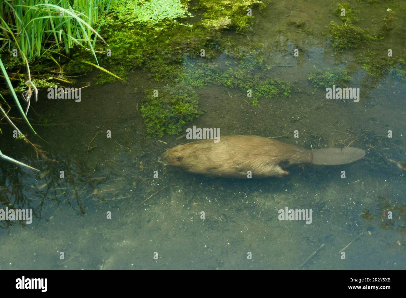 European beaver, European beaver, European beavers (Castor fiber ...