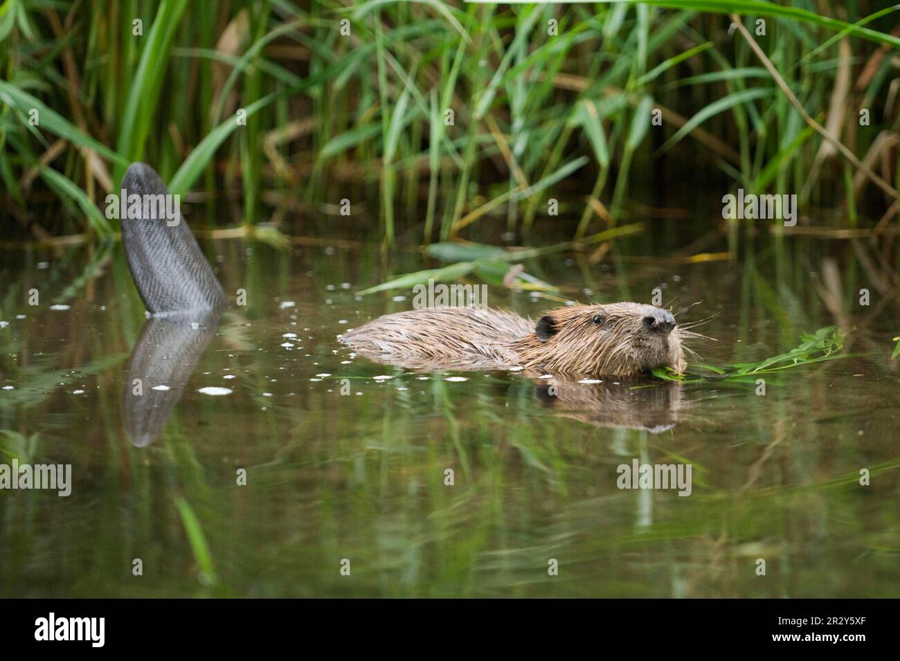 European beaver, European beaver, European beavers (Castor fiber ...