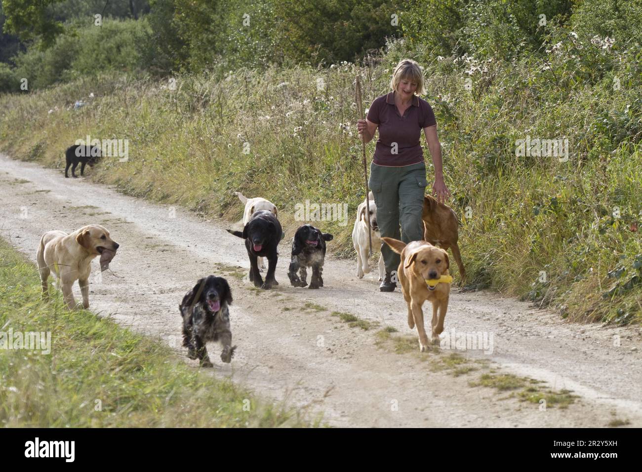Woman walking Labrador Retriever and English Cocker Spaniel, England ...