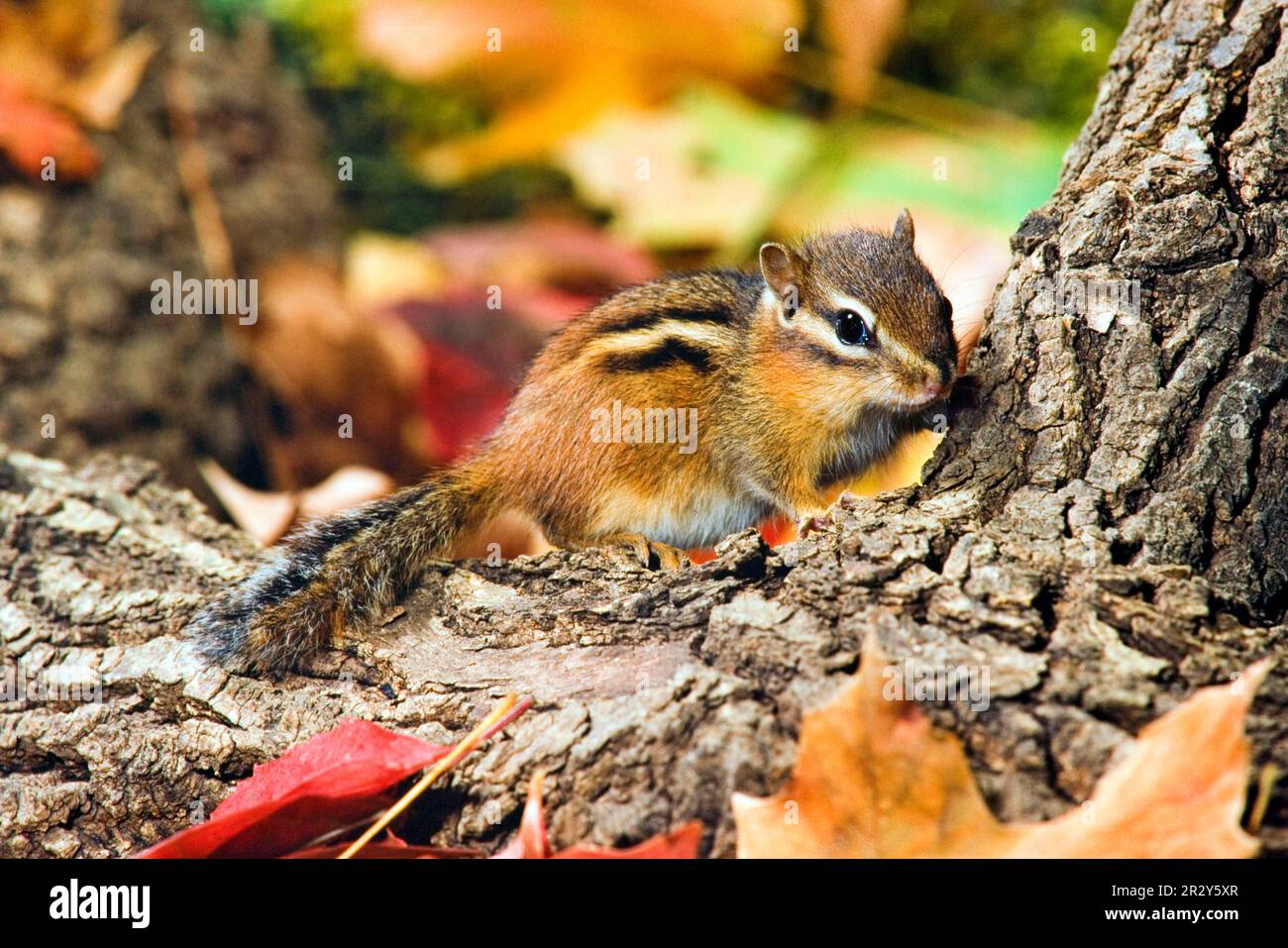 Eastern Chipmunk (Tamias striatus) adult, standing on log (U.) S. A ...