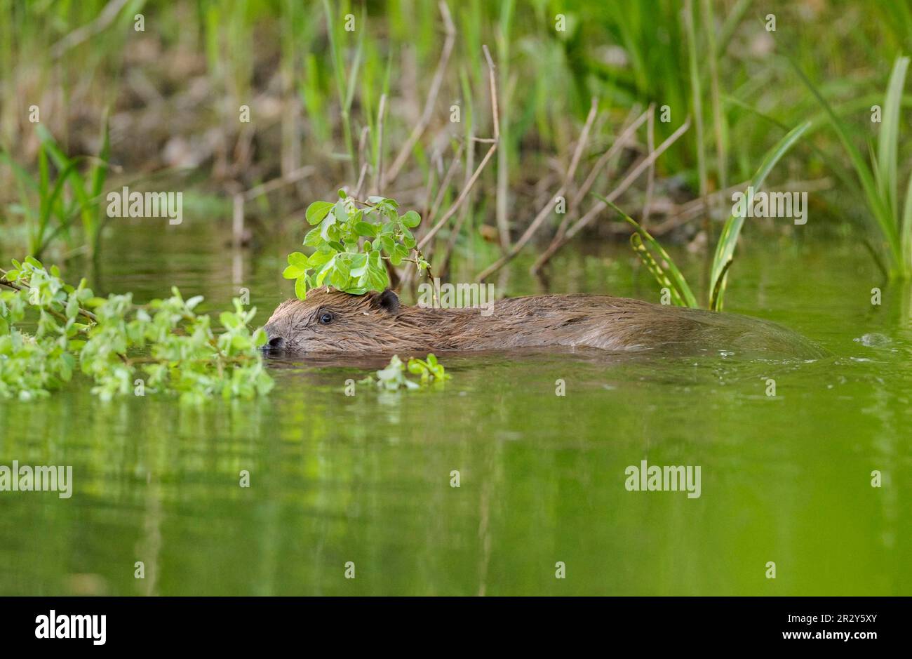 European beaver, European beaver, European beavers (Castor fiber ...