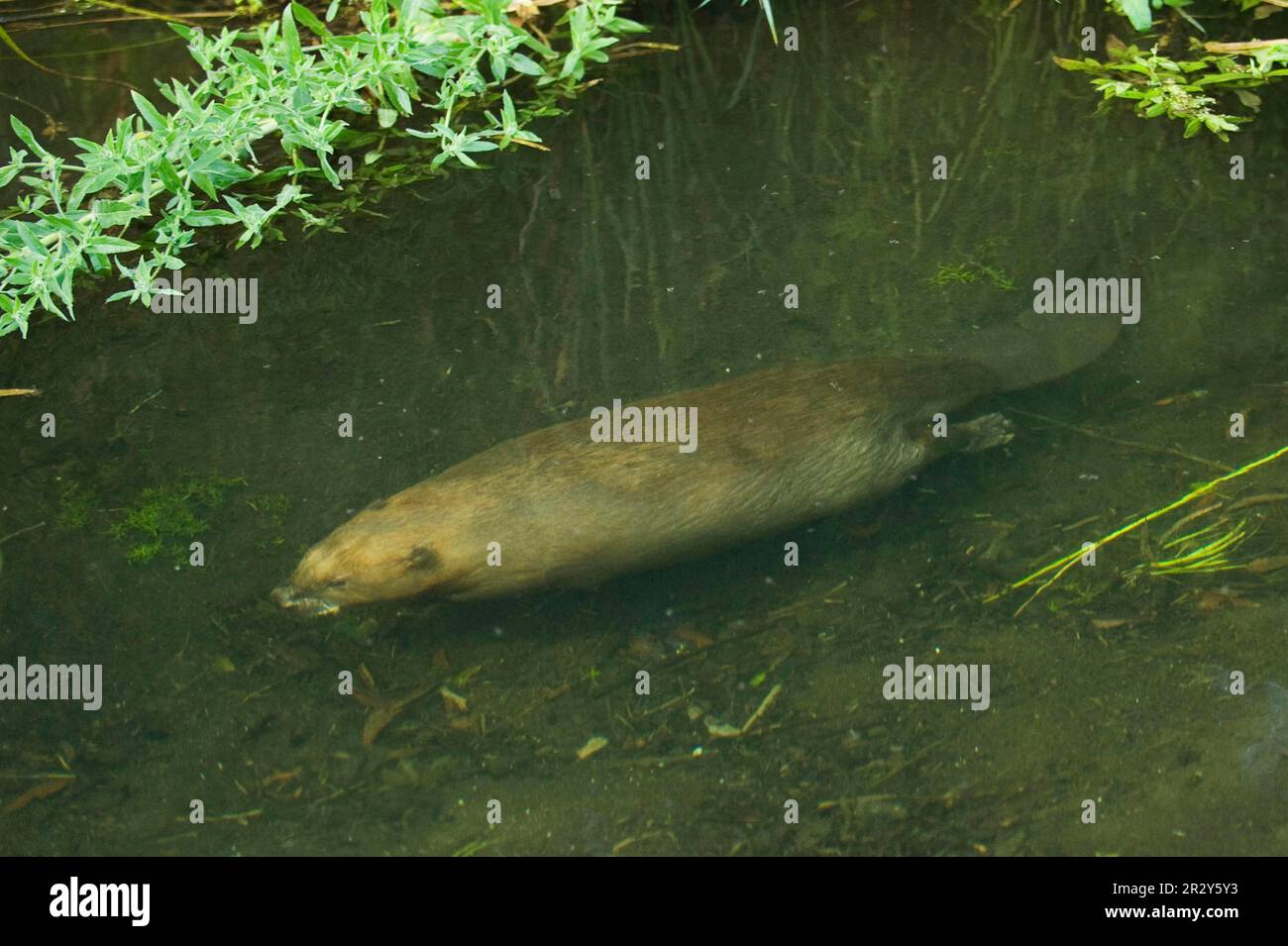European beaver, European beaver, European beavers (Castor fiber ...