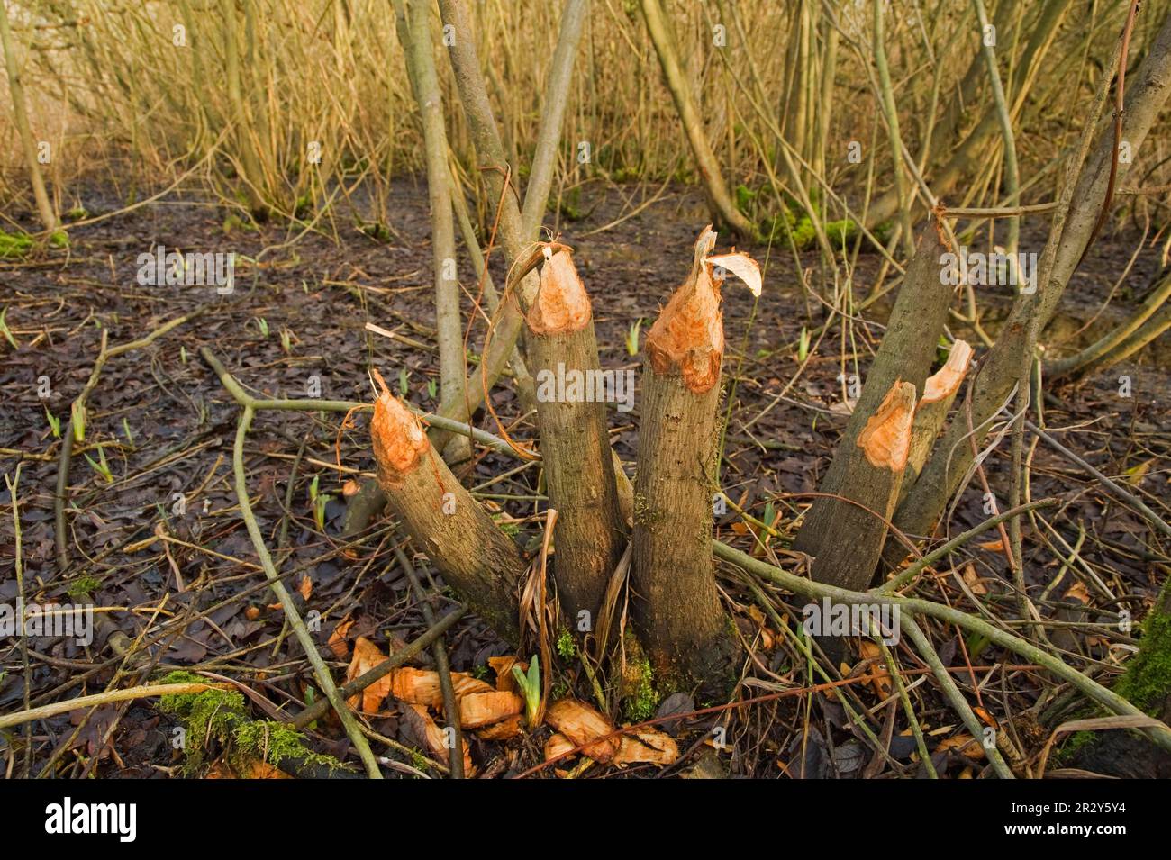 European beaver, European beaver, European beavers (Castor fiber ...