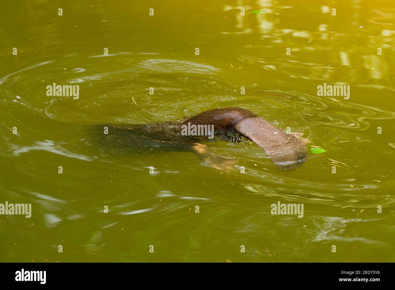 European beaver, European beaver, European beavers (Castor fiber ...