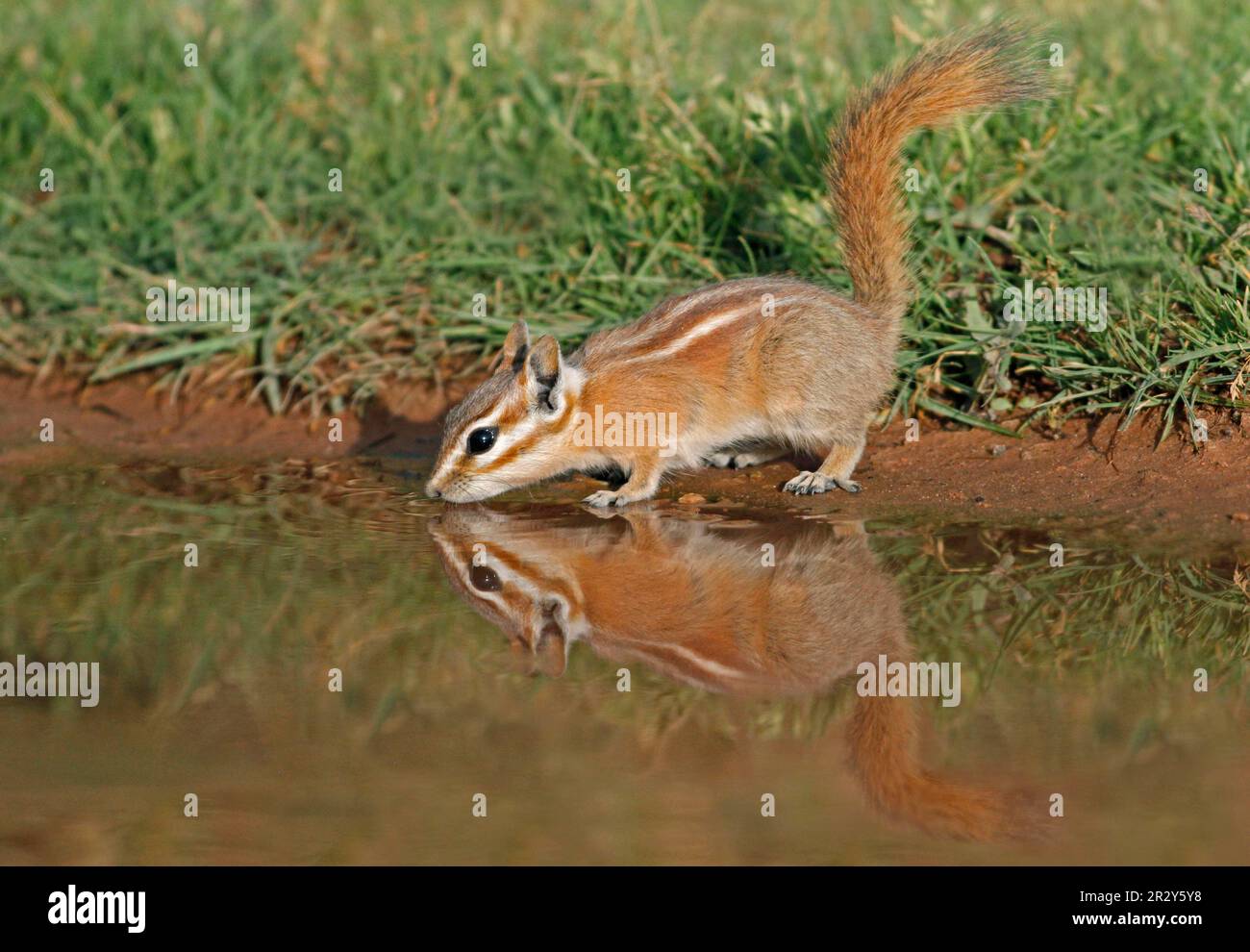 Least Chipmunk (Tamias minimus) adult, drinking from shallow puddle ...