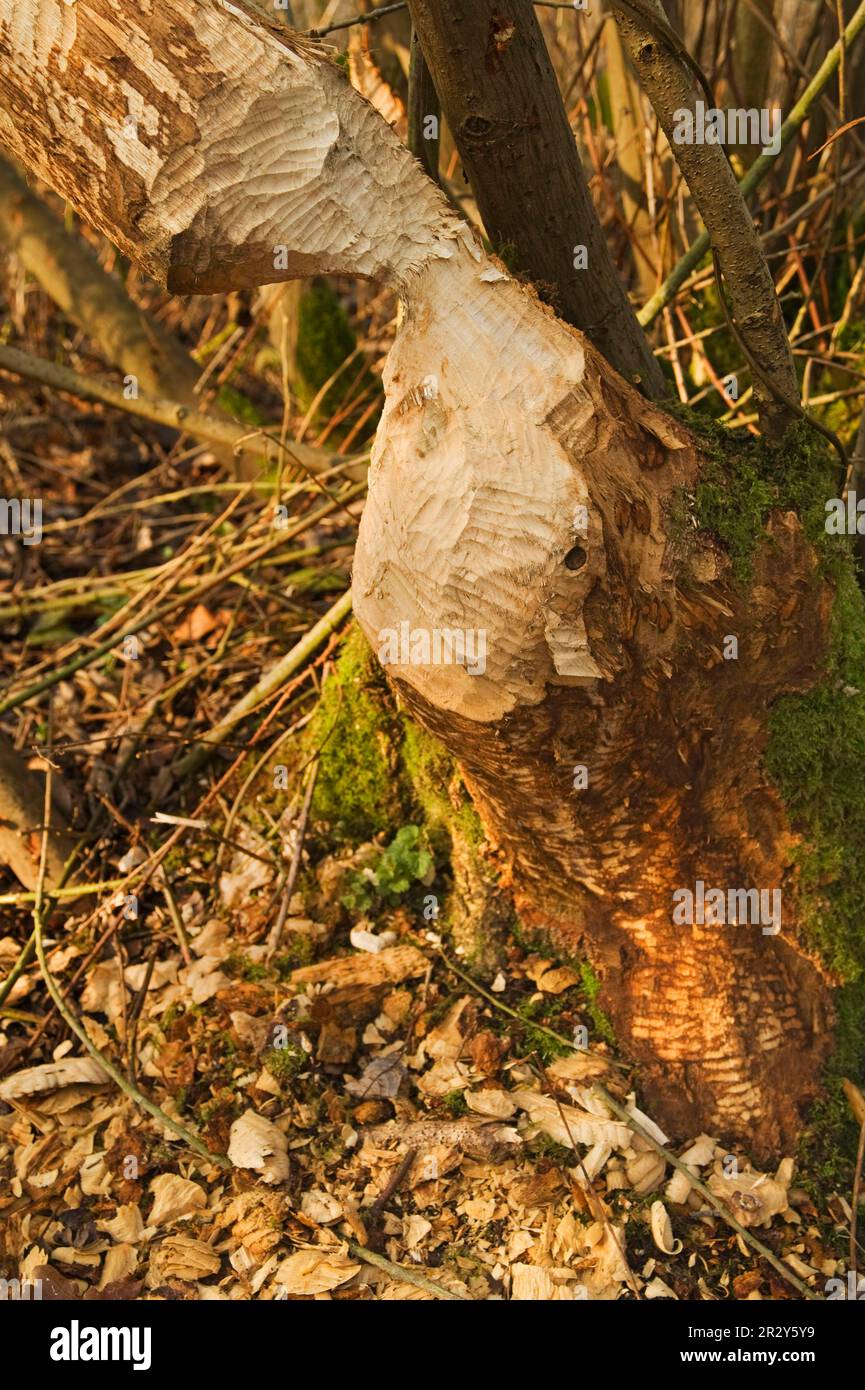 European beaver, European beaver, European beavers (Castor fiber ...