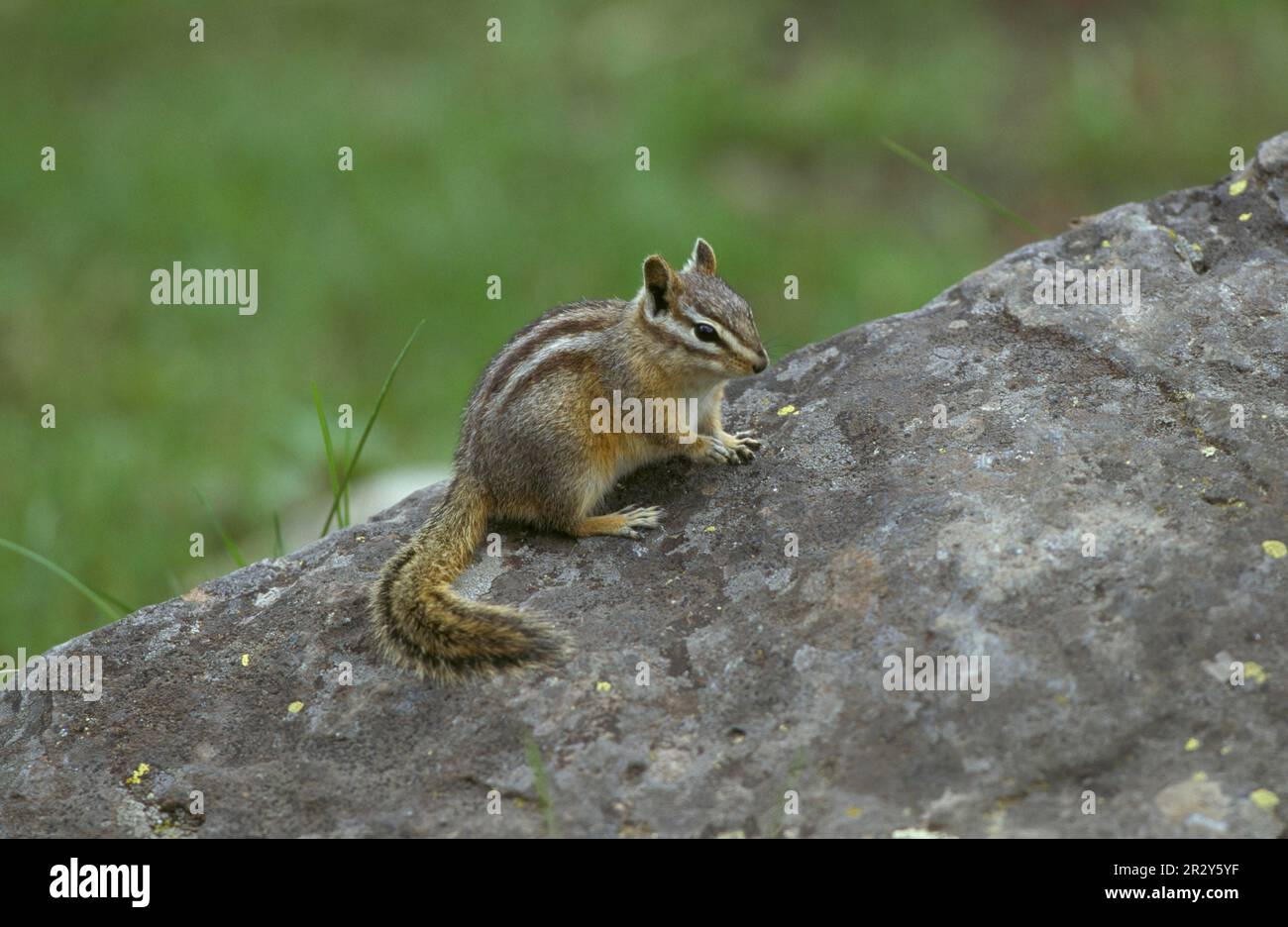 Least chipmunk (Tamias minimus) Chipmunk, chipmunk, chipmunk, rodents, mammals, animals, Least ...