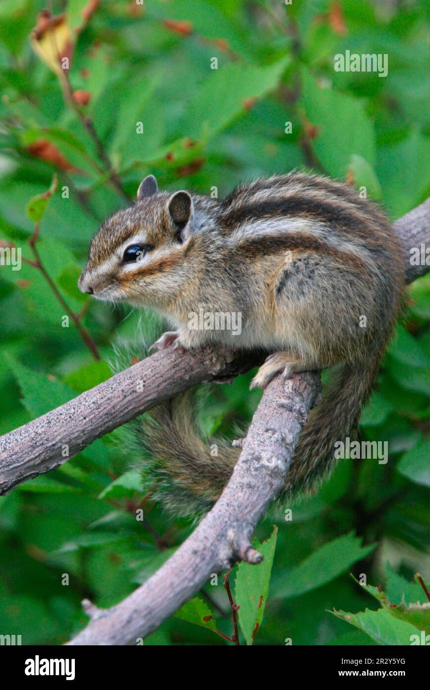 Siberian Chipmunk (Tamias sibiricus) adult, sitting on branch, near ...