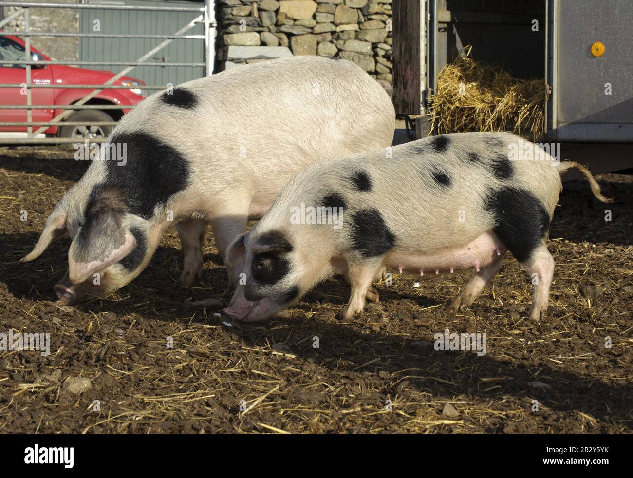 Domestic pig two sows hi-res stock photography and images - Alamy