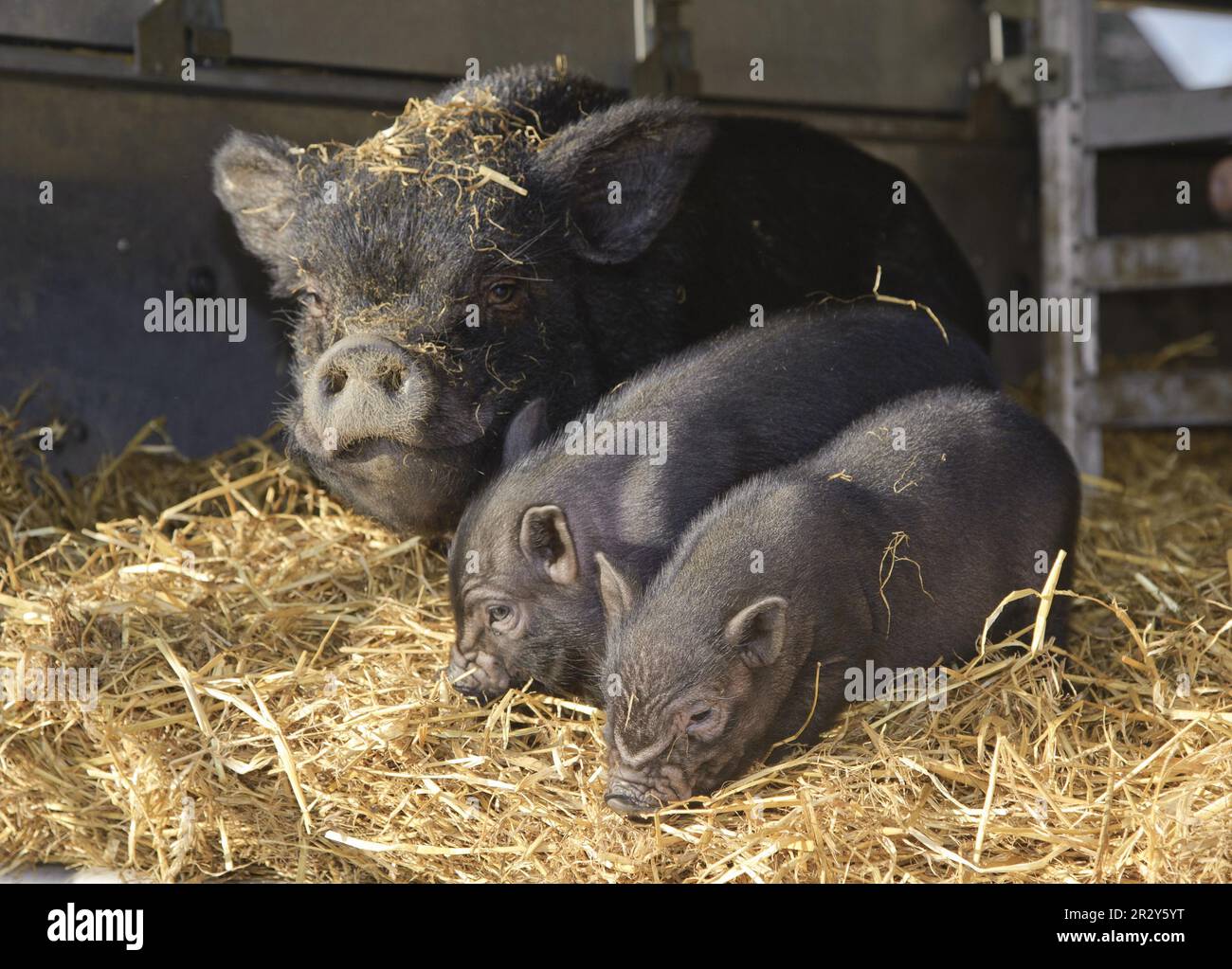 Vietnamese pot bellied pig pet hi-res stock photography and images - Alamy