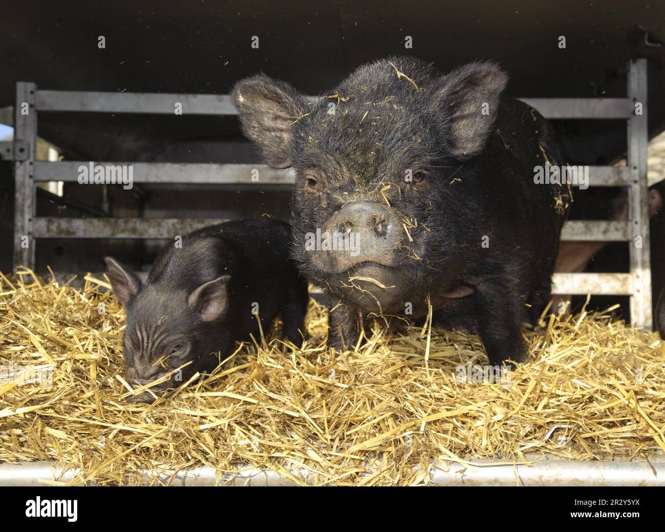 Vietnamese pot-bellied pigs, sow with piglet, Vietnamese pot-bellied ...